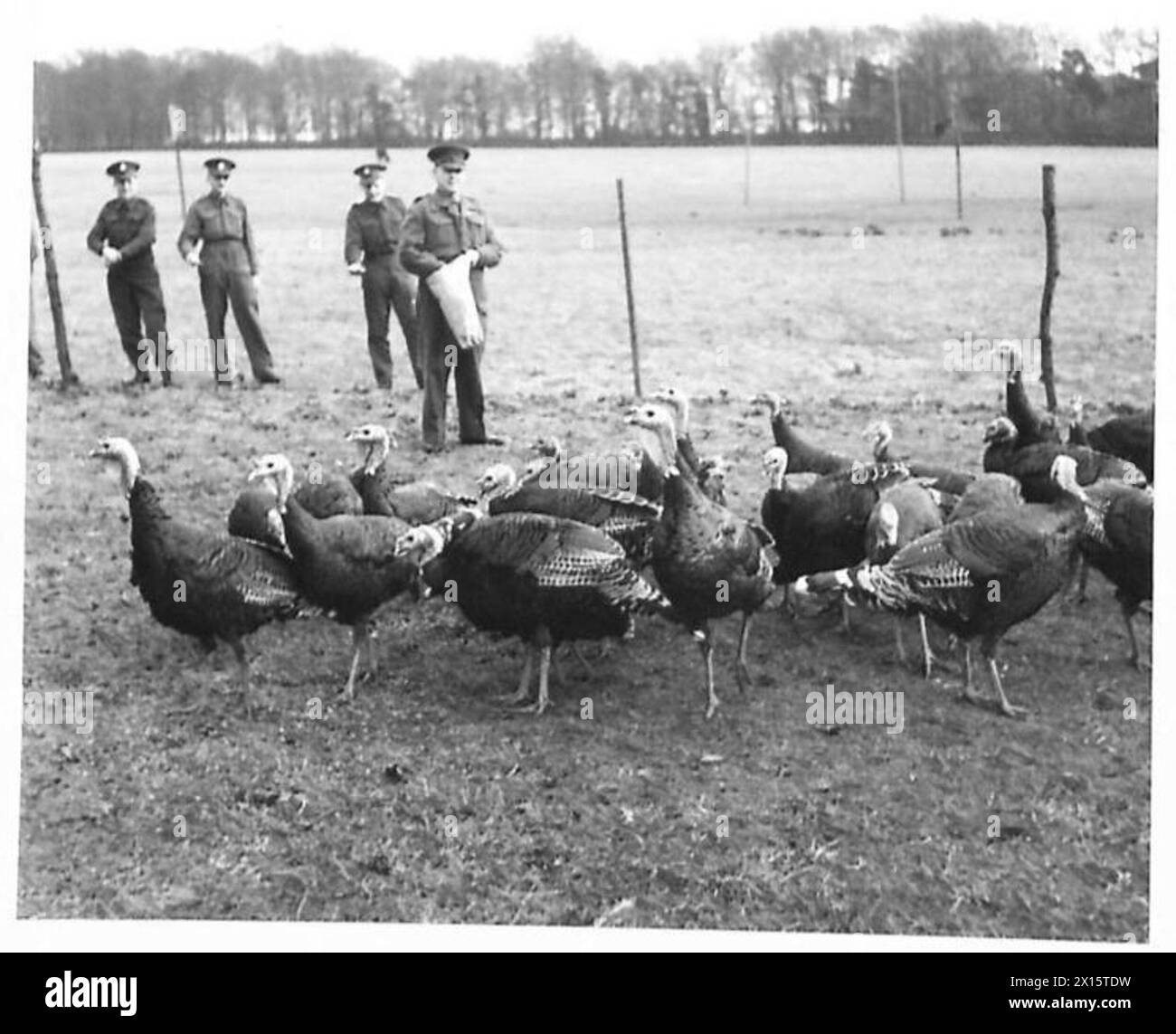 An officer and troops of Eastern Command feed turkeys in their pen ...