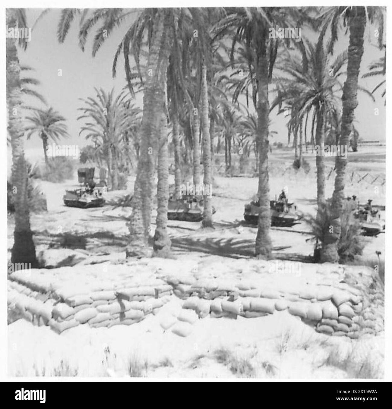 BREN GUN CARRIERS AMONG THE PALMS - Bren gun carriers of a South ...