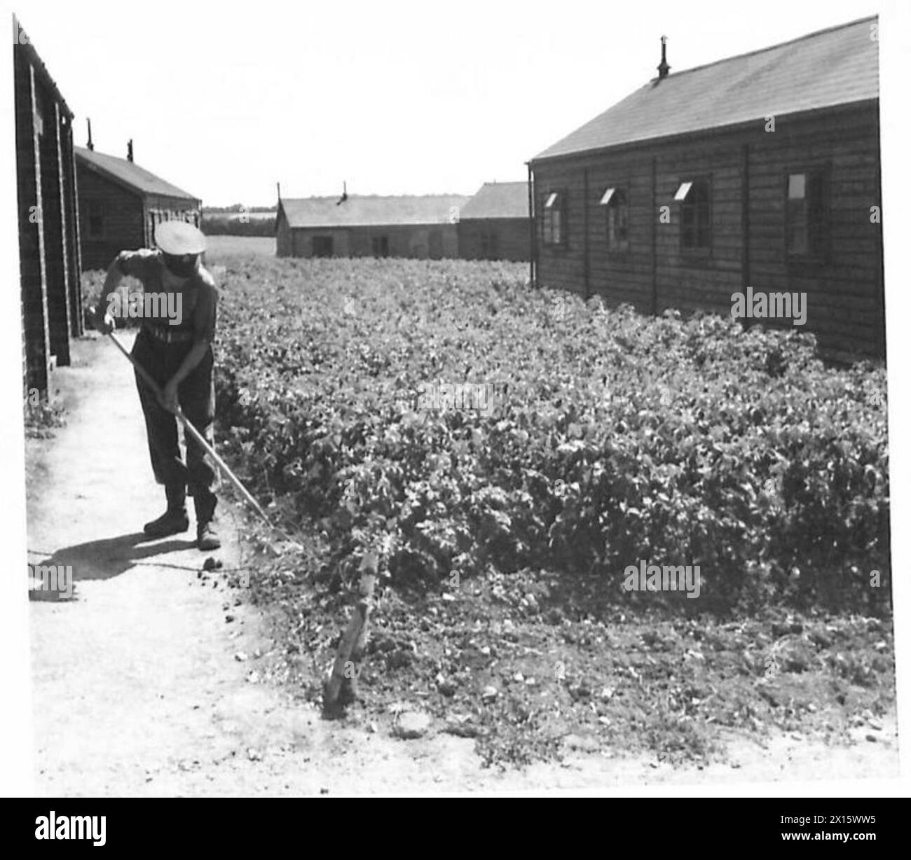 SOLDIER GARDENERS - Space between Army huts is used for the growing of ...
