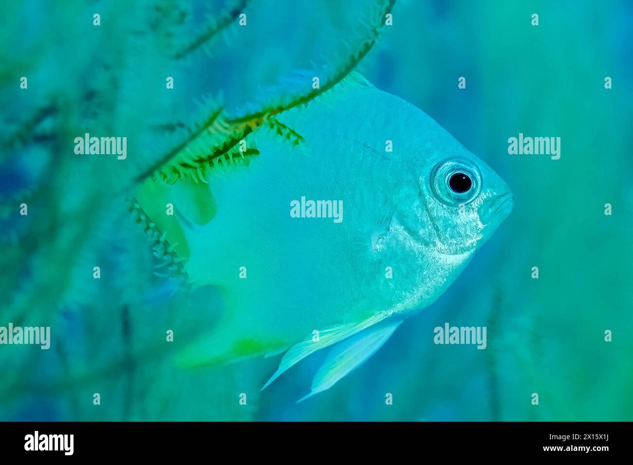 Indian ocean fish hi-res stock photography and images - Alamy