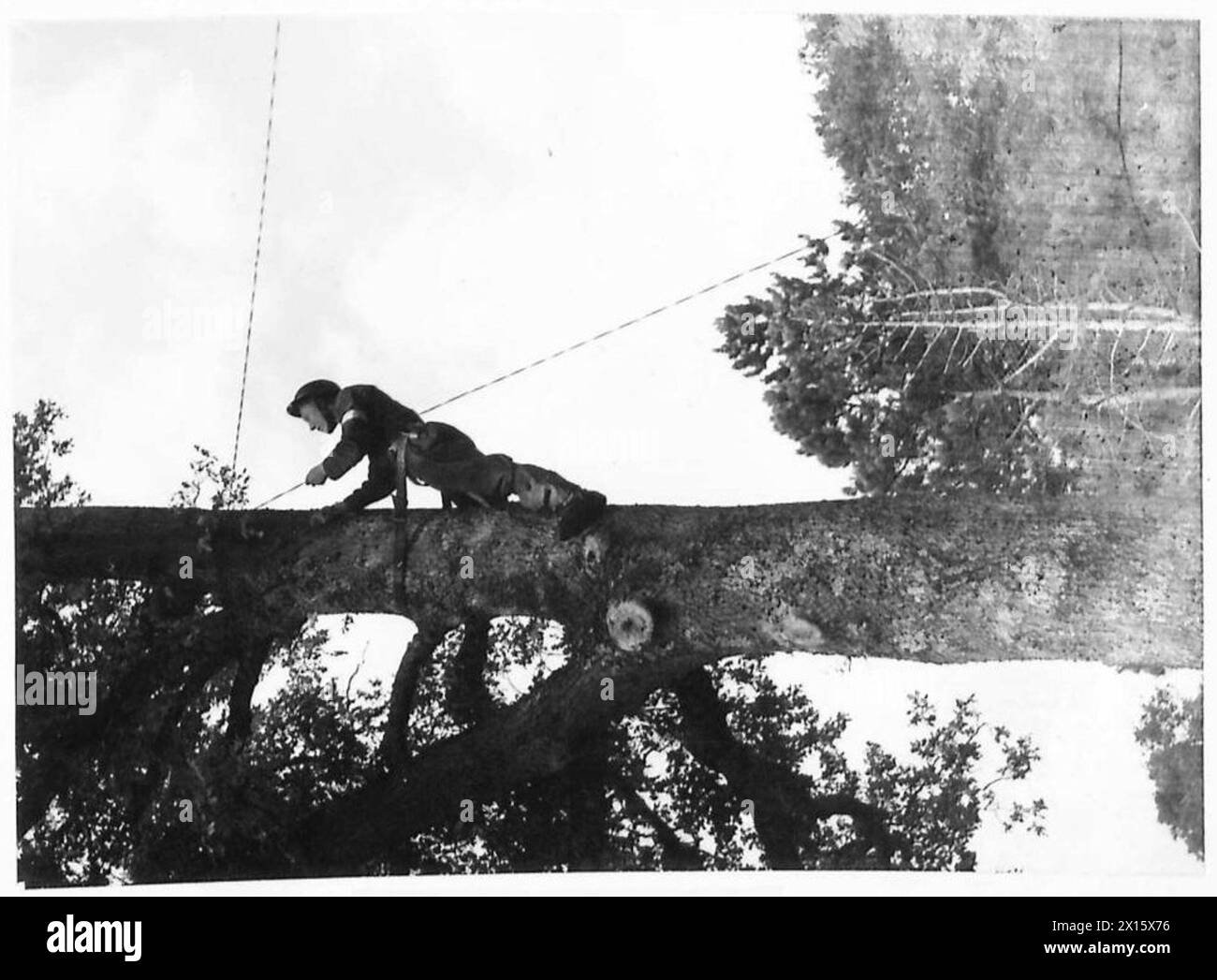 WITH THE ROYAL CORPS OF SIGNALS - A tree climber places a field ...
