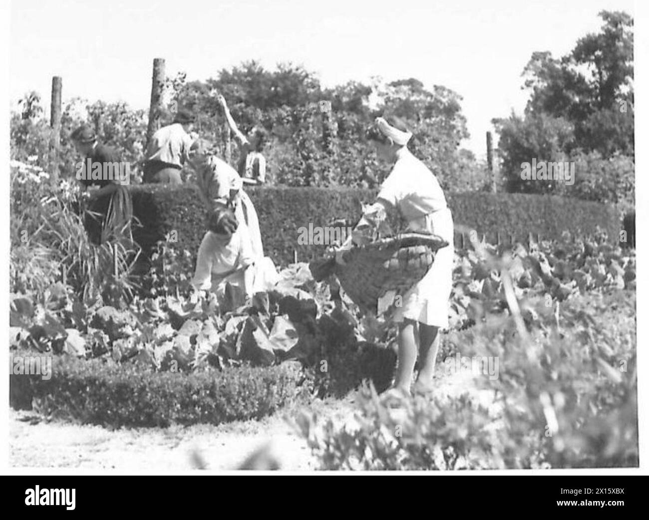 SOLDIER GARDENERS - ATS at work in their vegetable garden , British ...