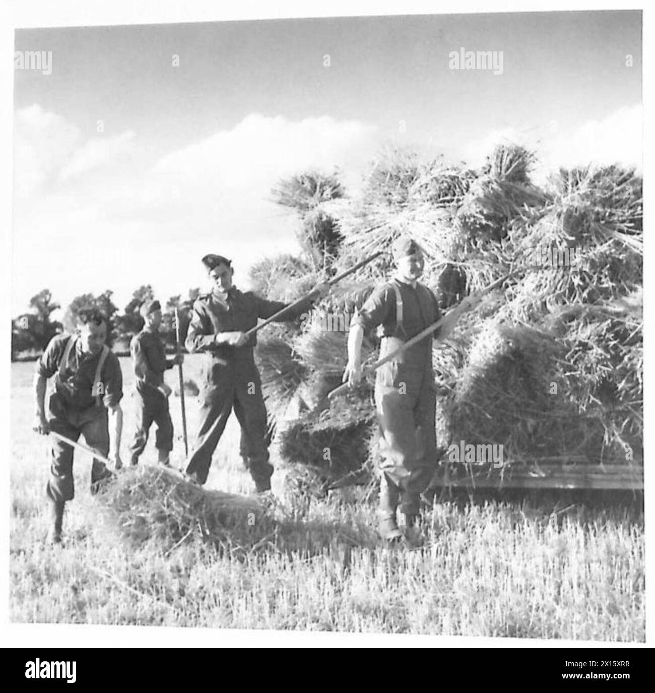 Members of the Royal Army Service Corps load sheaves of corn onto a ...