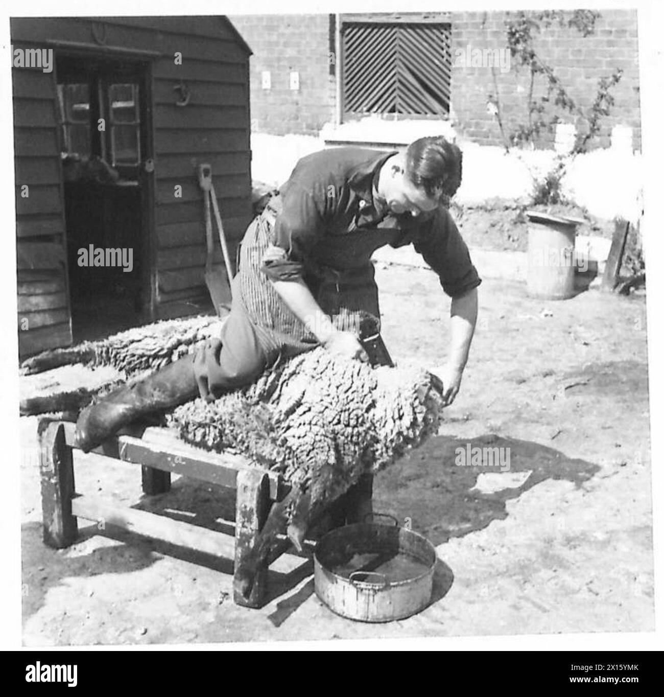 FIELD BUTCHERY IN THE ARMY - A sheeping being killed at the Base Depot ...