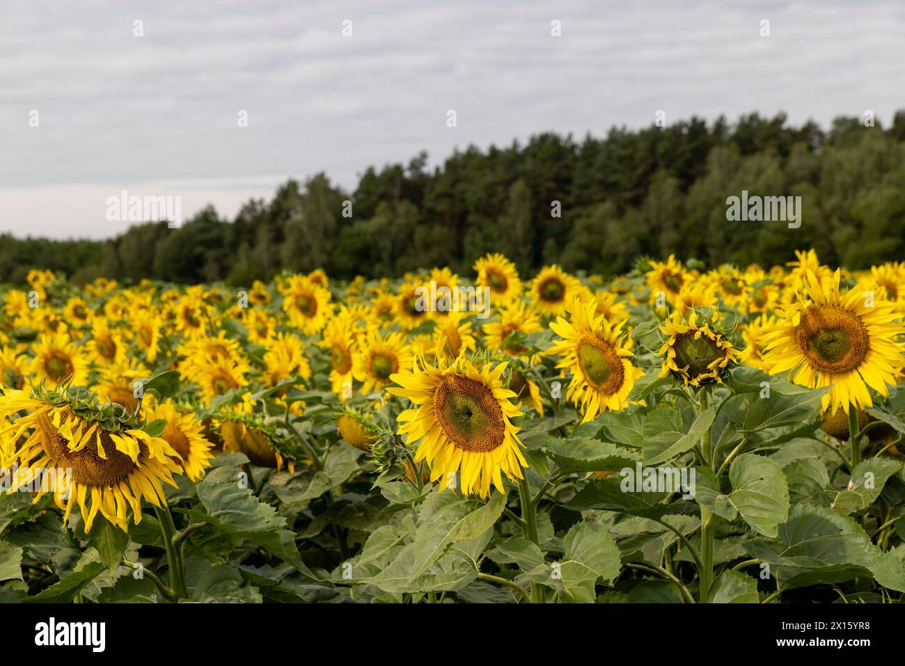 sunflower field in summer during the flowering of sunflower flowers, a ...