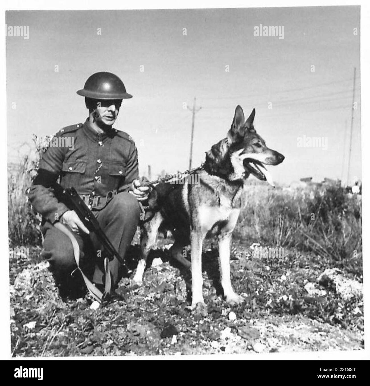 MILITARY POLICE USE ALSATION DOGS - The alsation dog leads Military ...