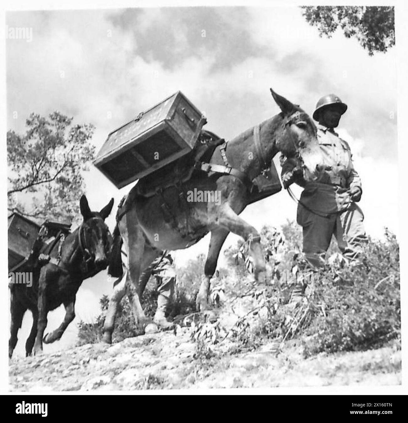 A mule team carries wounded soldiers and medical supplies over rough ...