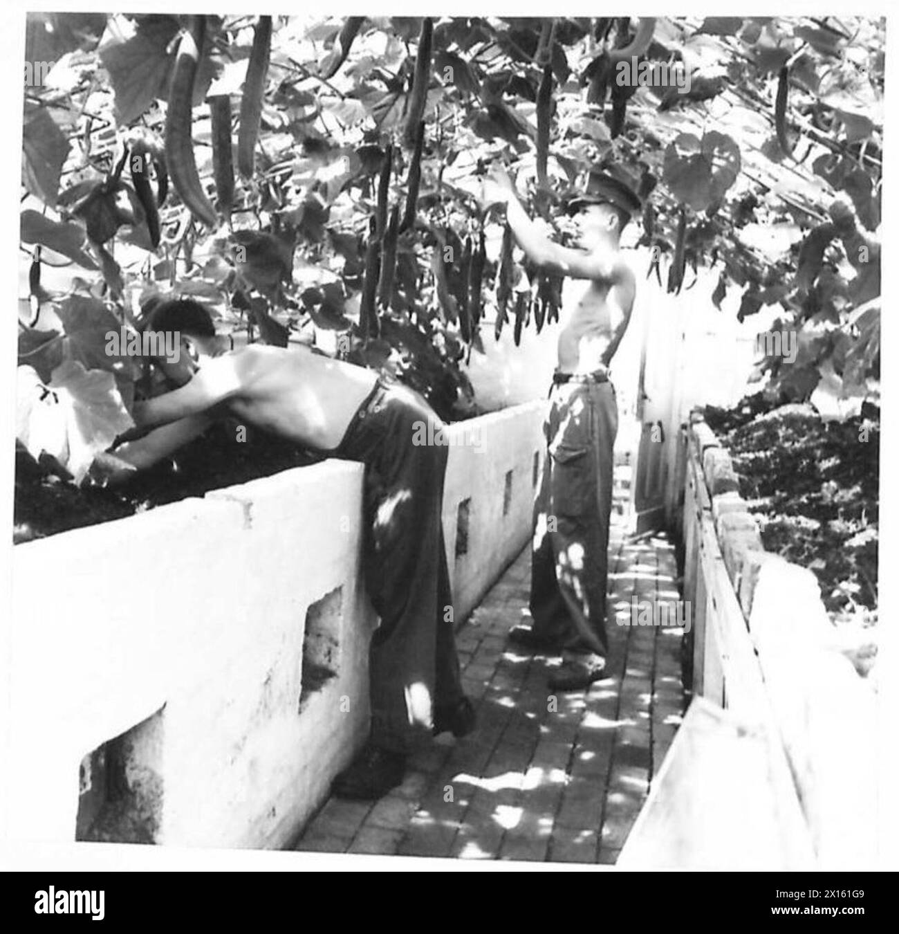 SOLDIER GARDENERS - Cucumbers growing in a glasshouse , British Army ...