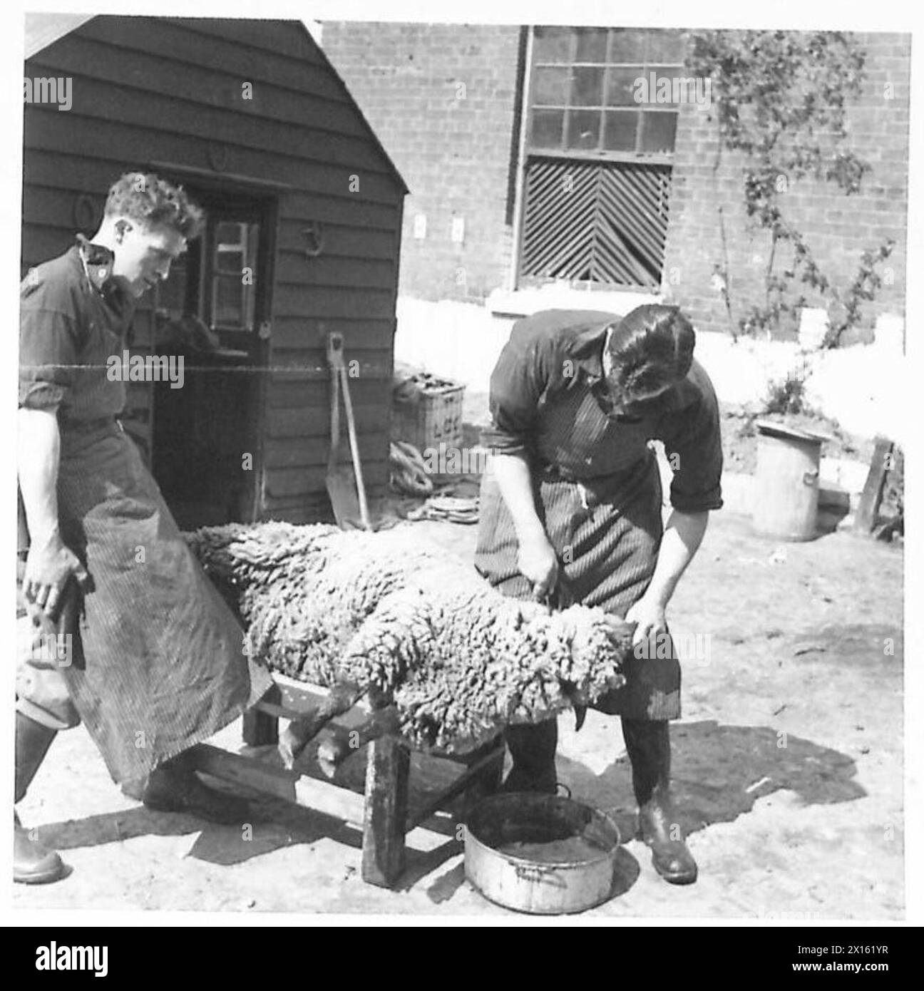 FIELD BUTCHERY IN THE ARMY - Cutting and bleeding the sheep , British ...