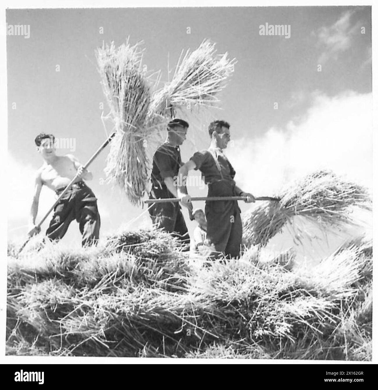 TROOPS HELP FARMERS WITH HARVEST - The troops revelled in the job of ...