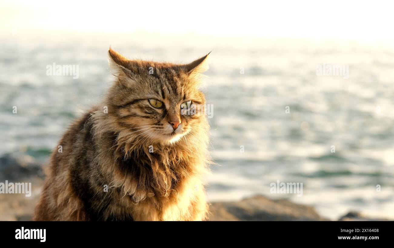 Long hair furry brown cat with sea background under sun. Open space ...