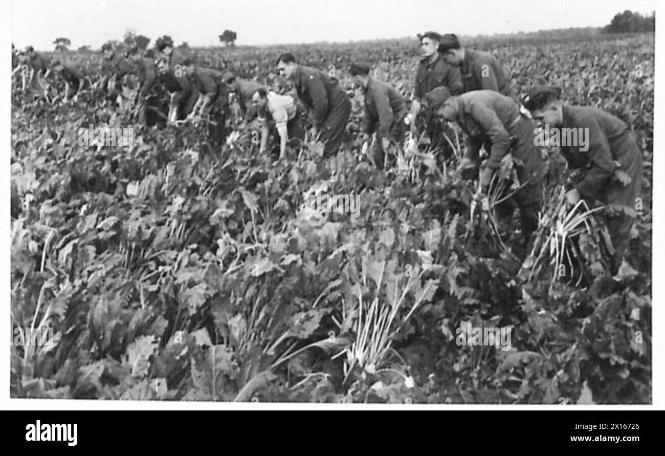 Agricultural field sugar beet Cut Out Stock Images & Pictures - Alamy