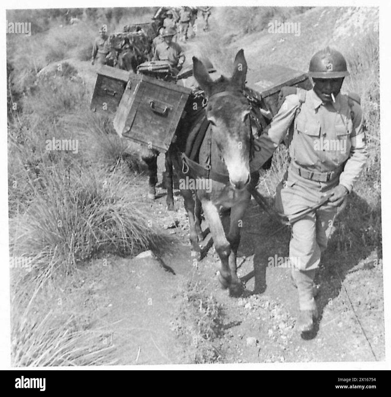 A mule team transports wounded soldiers and medical supplies over rough ...