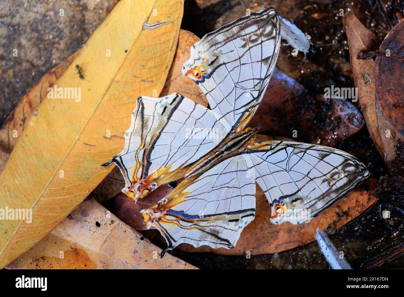 The butterfly Common Mapwing (Cyrestis thyodamas) standing on dead tree ...
