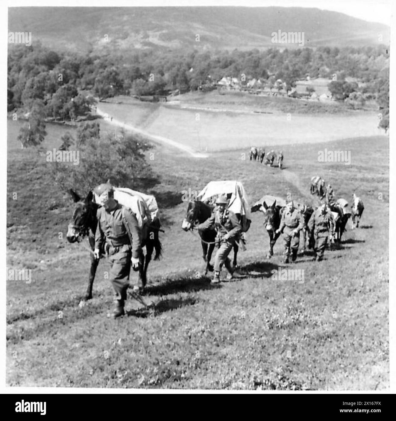 MULE TRANSPORT TRAINING - A field ambulance mule team make their way up ...
