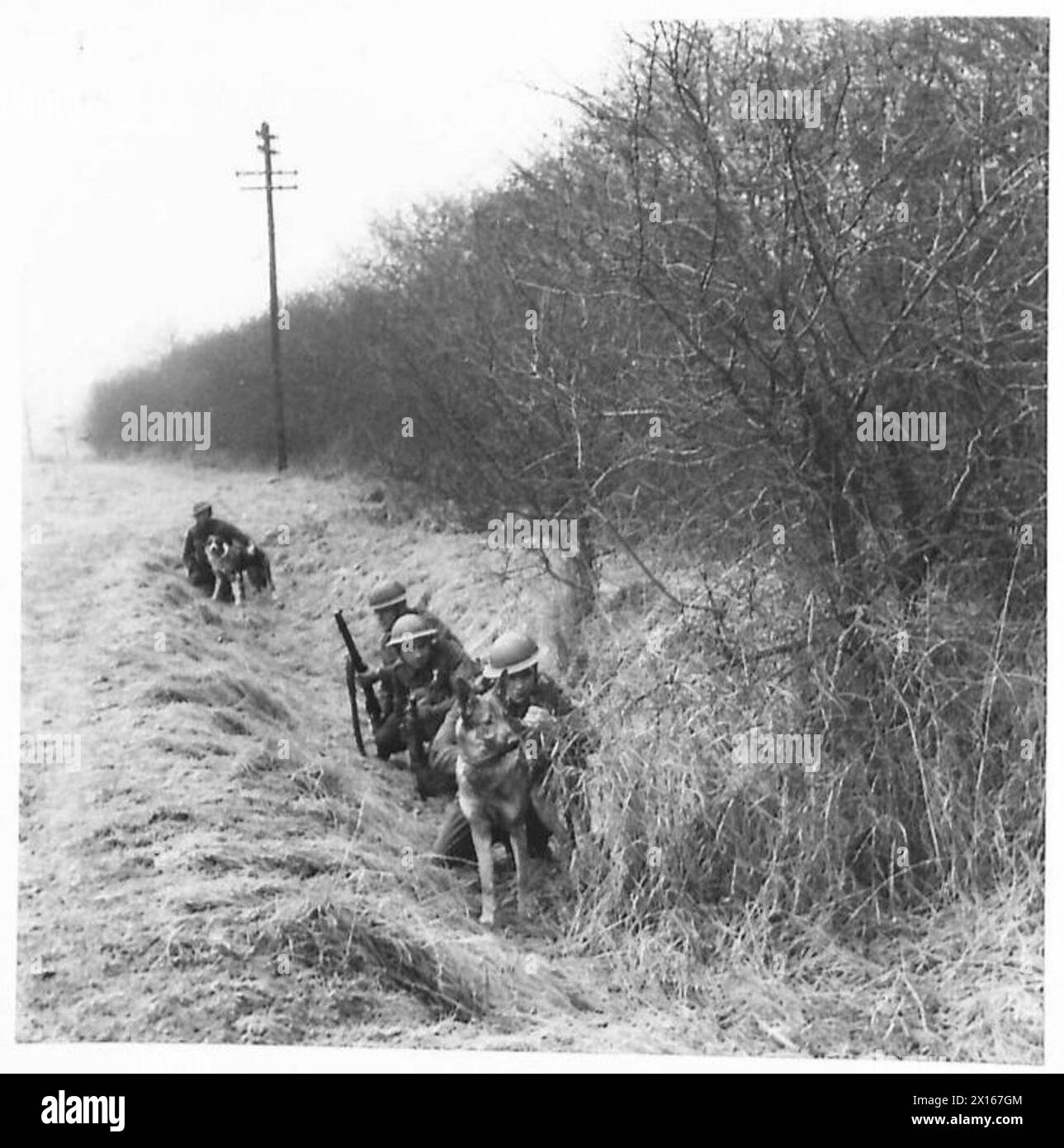 WAR DOGS TRAINING SCHOOL - Dogs out on patrol duty with their escorts ...