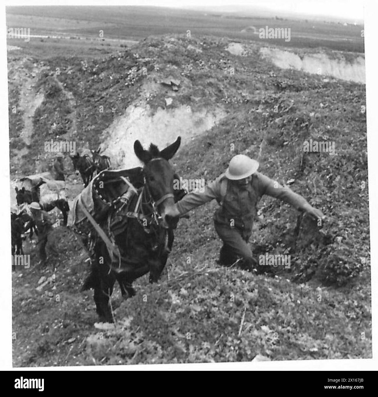 Mules are led up slopes in the North African hills, transporting ...