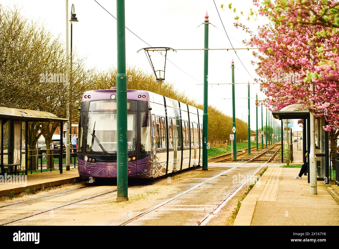Tram and cherry blossoms in early springtime at Fisherman's Walk ...