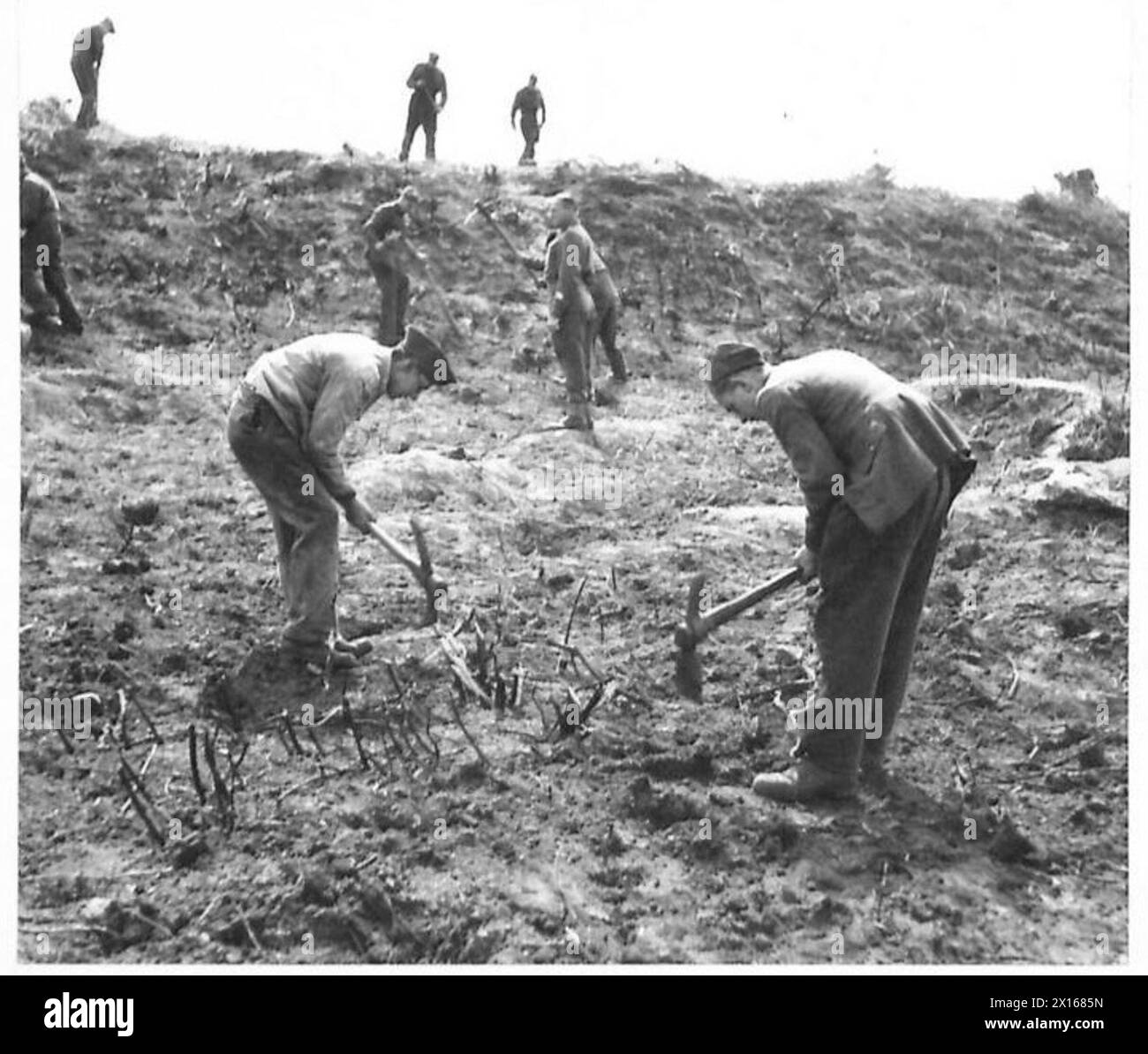 PIONEERS CLEARING LAND - This land is being prepared for cropping next ...