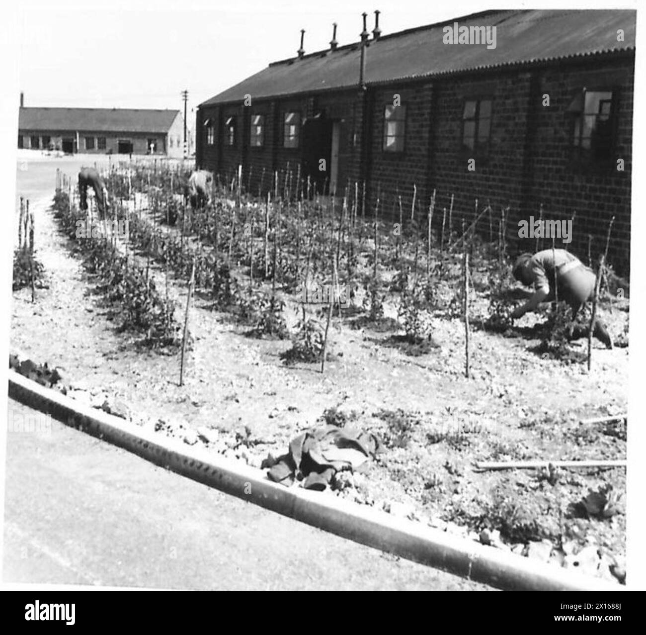 SOLDIER GARDENERS - A fine show of young tomatoe plants British Army ...