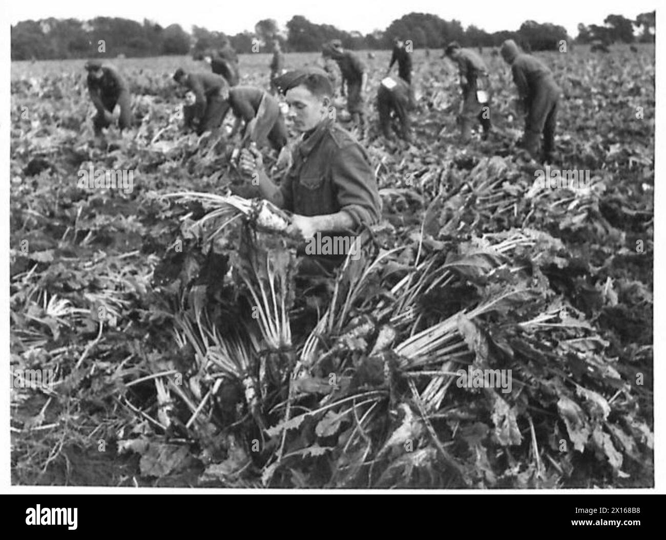 SOLDIERS GATHER IN THE CROPS - Soldiers cut the tops from sugar beets ...
