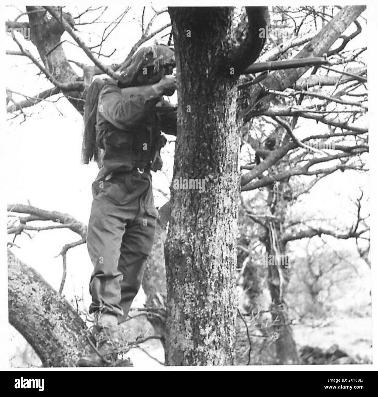 ADVANCED HANDLING AND FIELDCRAFT SCHOOL - A sniper in a tree British ...