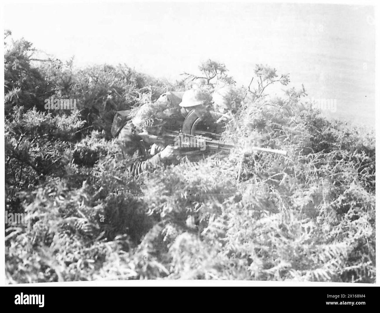 London Irish Bren gunners are concealed in furze and bracken while ...