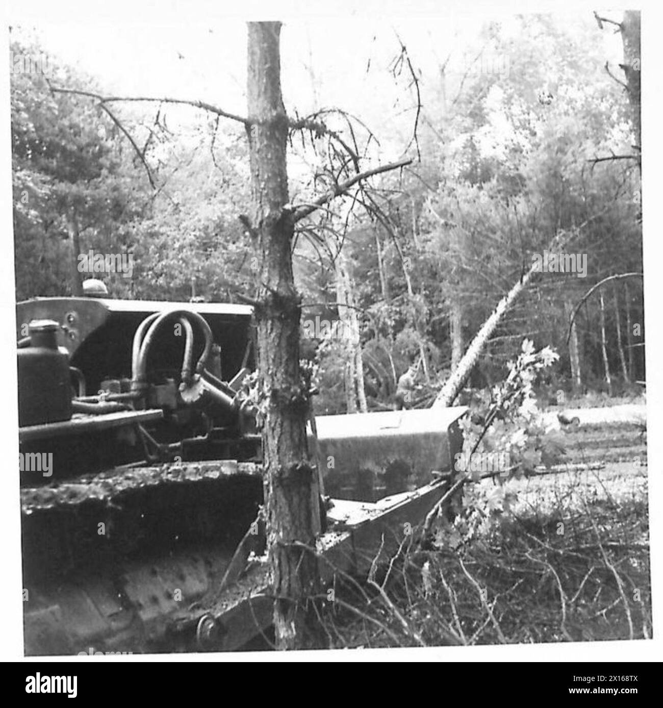 WAR CORRESPONDENTS VISIT ARMY TRACTOR SCHOOL - Various stages of tree ...