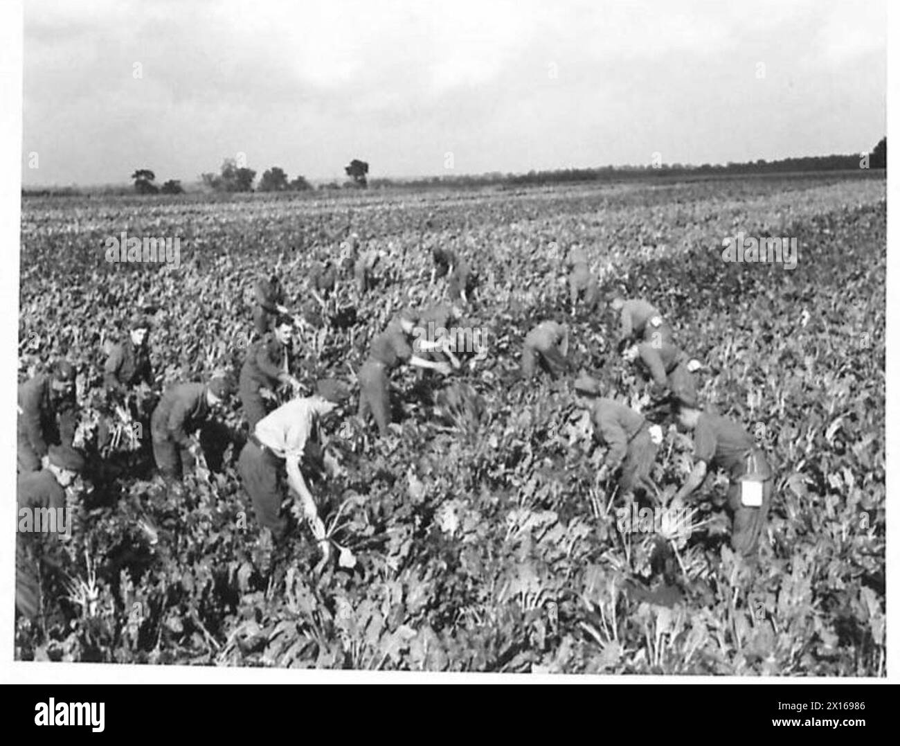 SOLDIERS GATHER IN THE CROPS - Soldiers gathering sugar beet in the ...