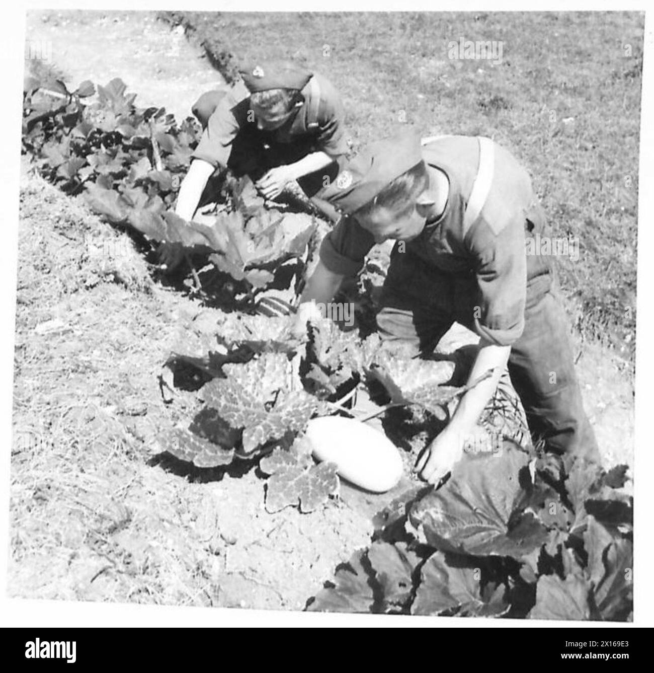 Vegetables cultivate Black and White Stock Photos & Images - Alamy