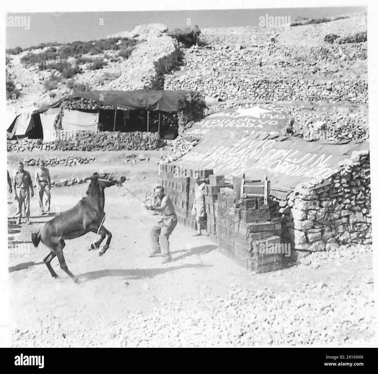 THE ISLAND OF VIS : VARIOUS (continued) - Horse taming is interesting ...