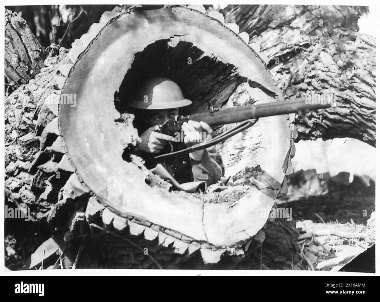A DIVISIONAL EXERCISE - A sniper well concealed in the hollow trunk of ...