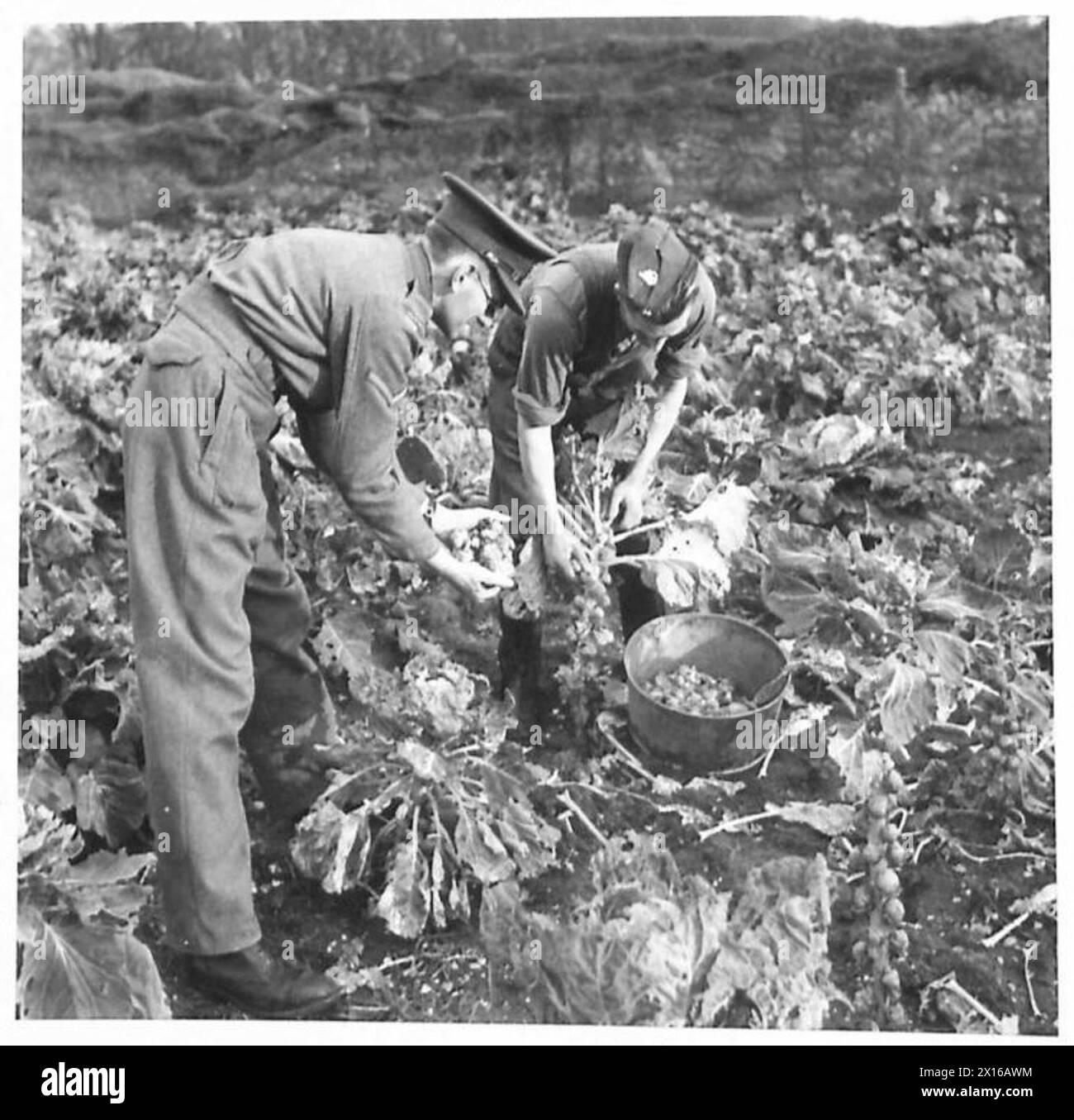 EASTERN COMMAND TROOPS TEND THEIR CHRISTMAS FARE - Soldiers pick ...