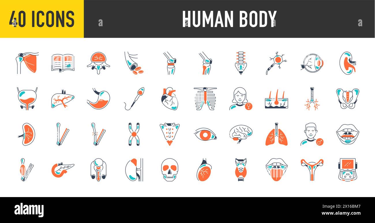 Bundle of body parts and organs icons. Human body vector illustration ...