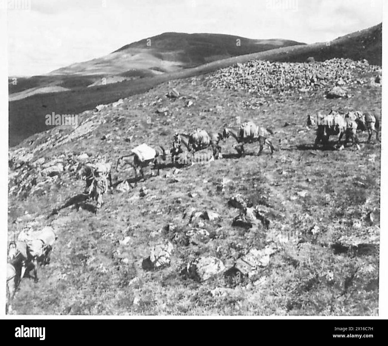 Personnel of the Royal Indian Army Service Corps lead pack horses up a ...