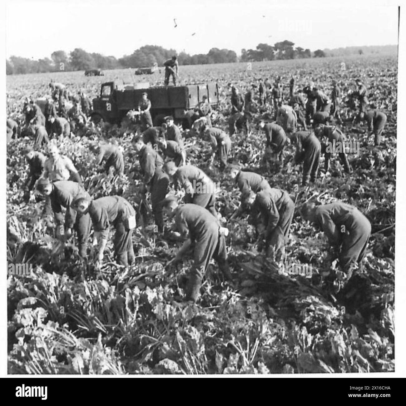 Beet work Cut Out Stock Images & Pictures - Alamy
