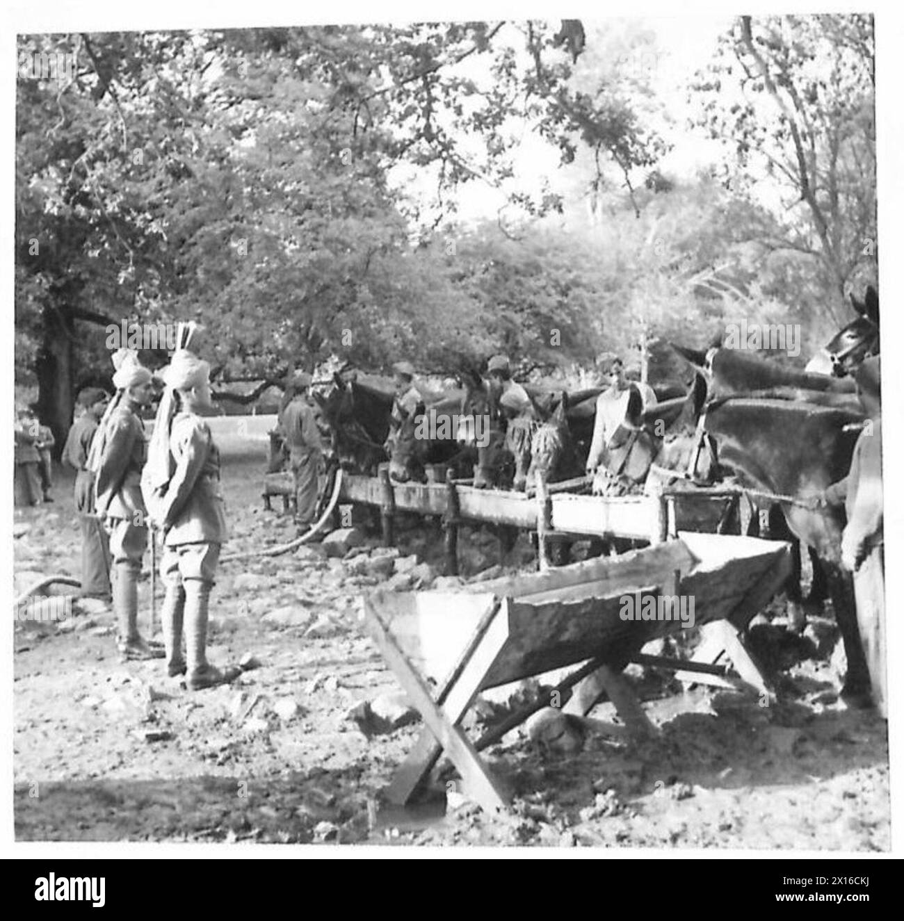 Indian mule contingent hi-res stock photography and images - Alamy