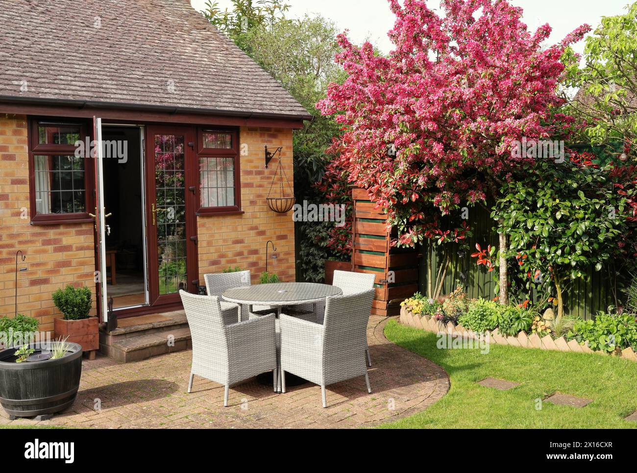 English back garden in Spring with pink blossom from a flowering cherry ...