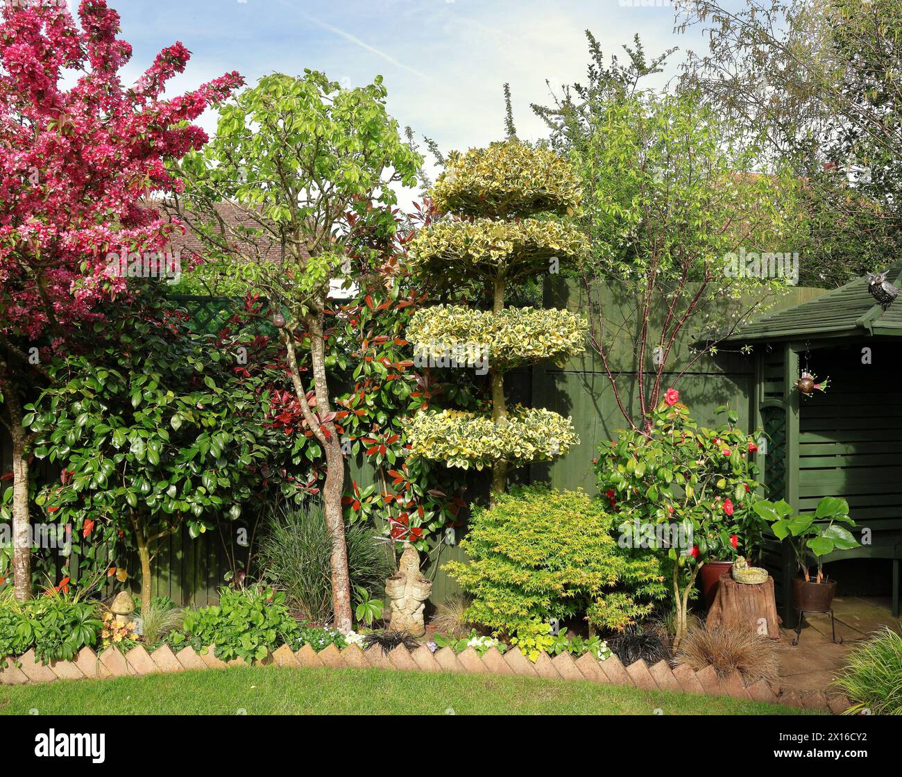 English back garden in Spring with pink blossom from a flowering cherry ...
