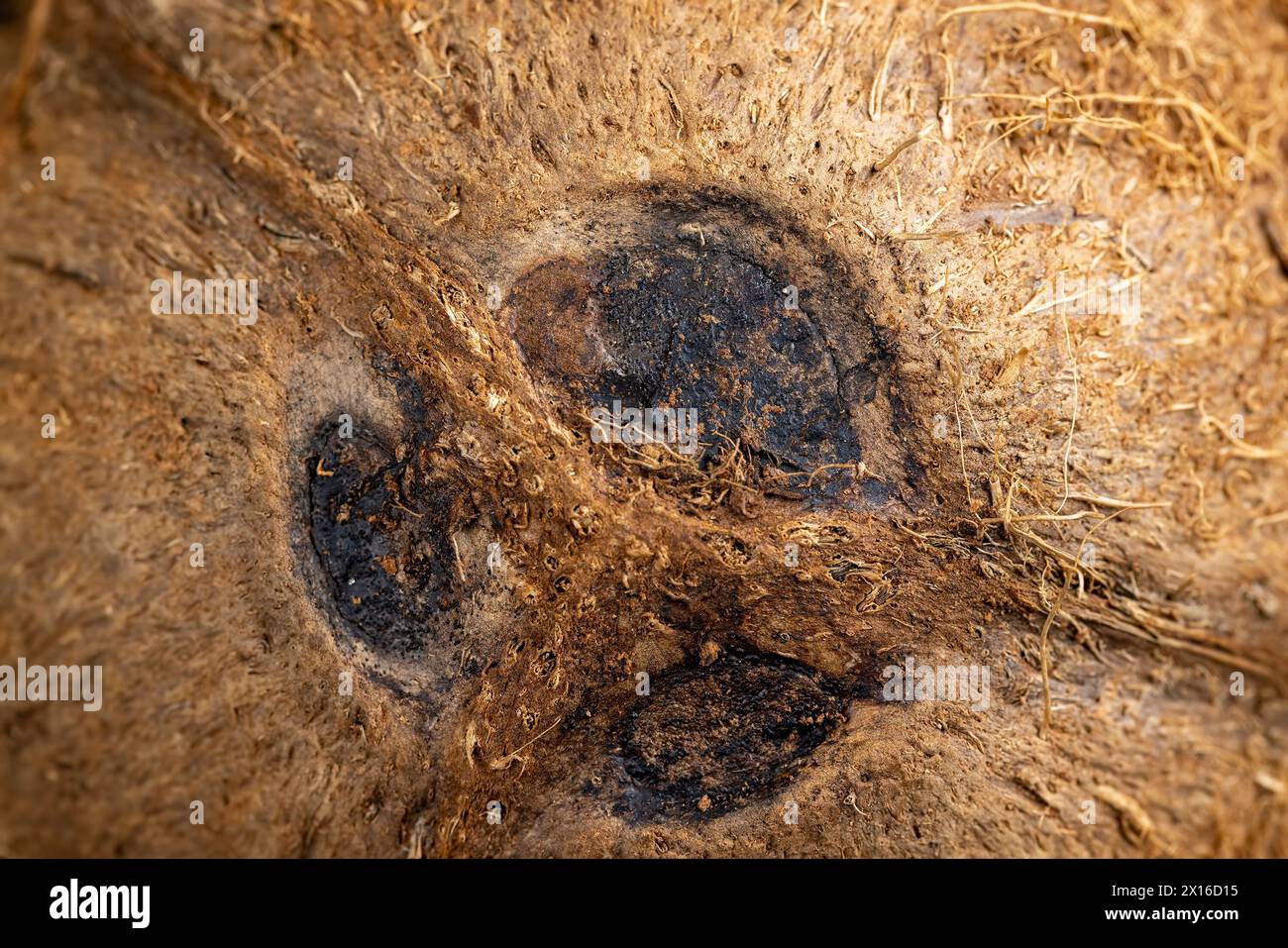 coconut shell close-up, ripe coconut with a hard brown shell Stock ...