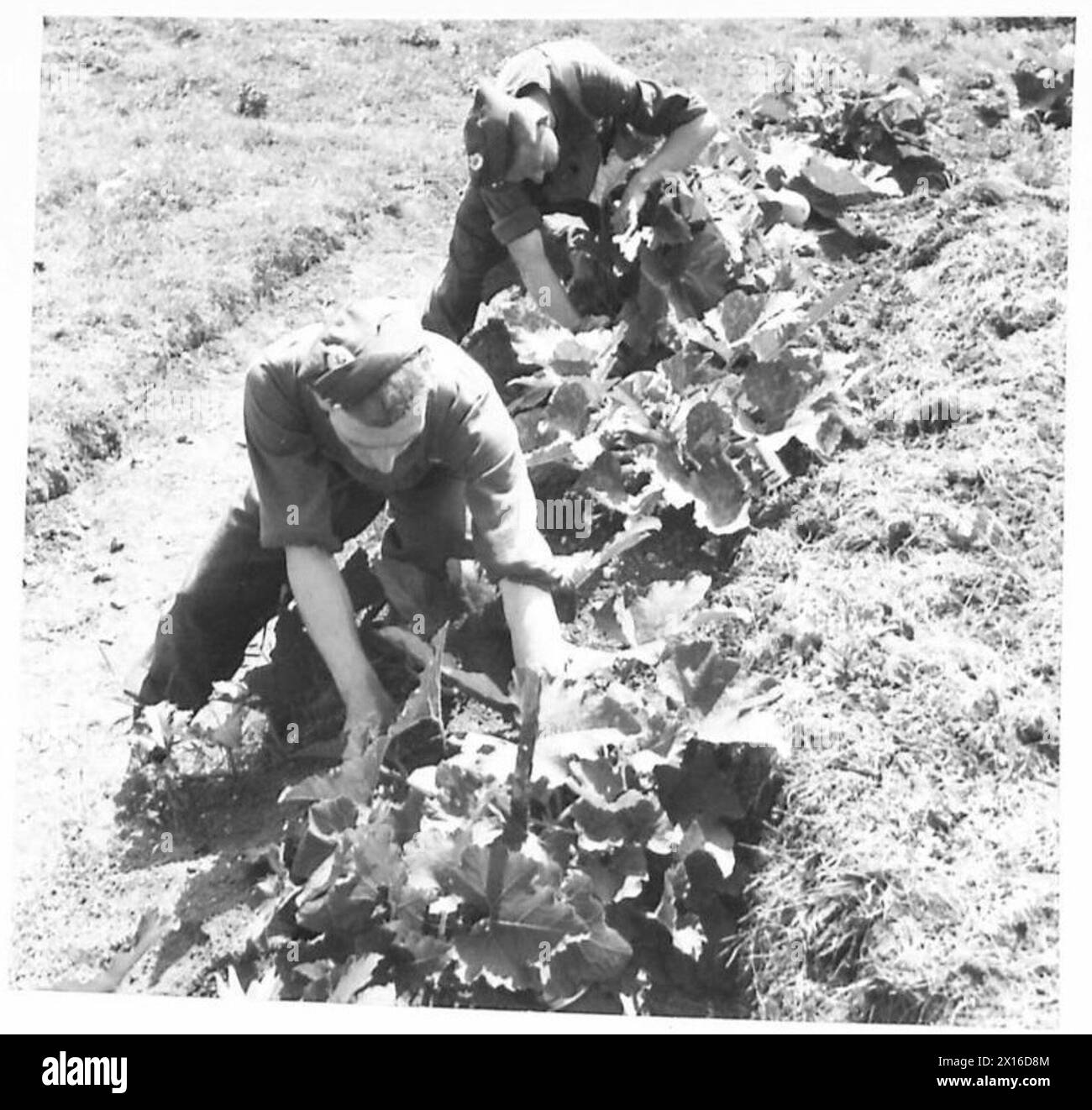 SOLDIER GARDENERS - Marrows are also grown by the soldiers British Army ...