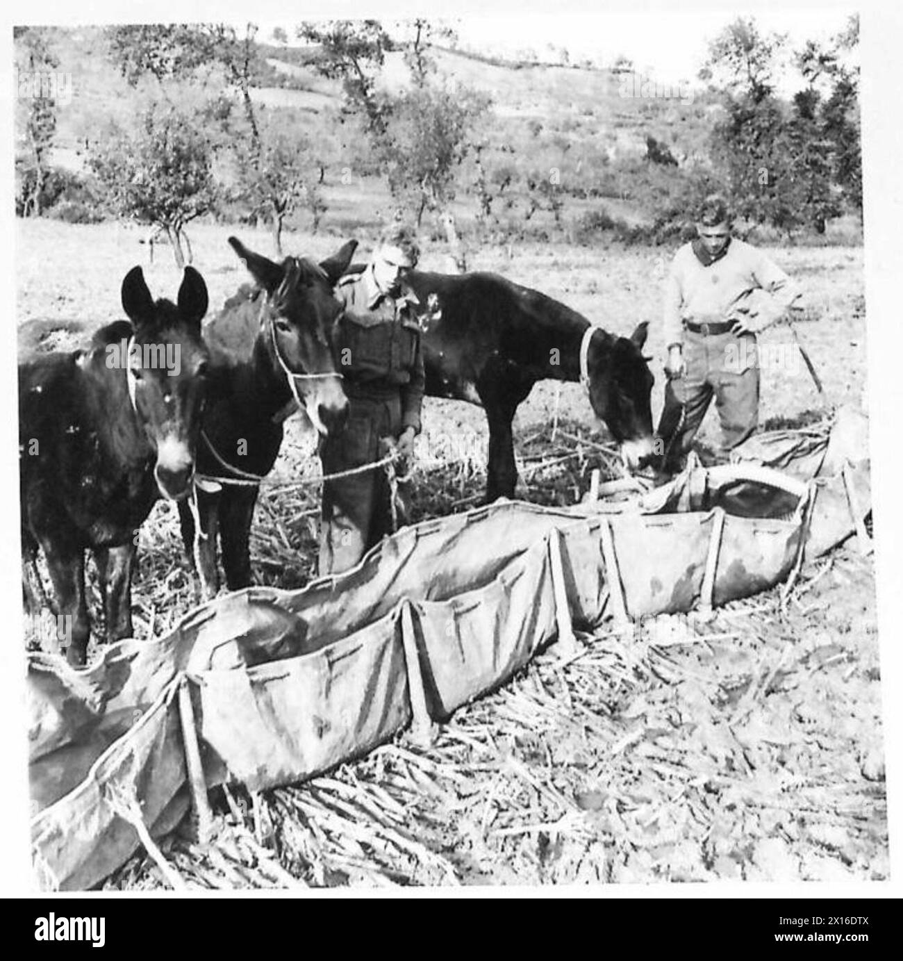 ITALY : EIGHTH ARMYSANGRO RIVER AREA - A line of mules taking a well ...