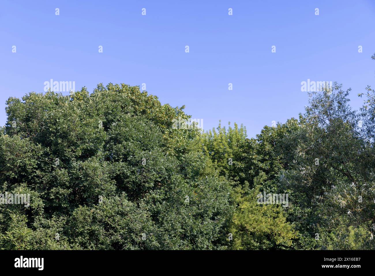 mixed forest with trees of different species in the summer season ...