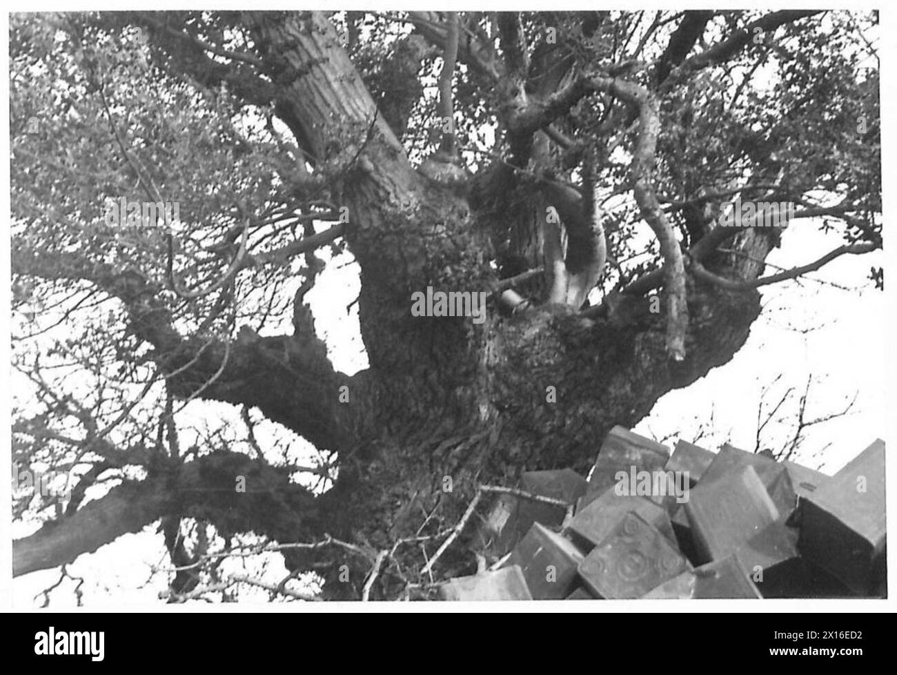 SPECIAL ASSIGNMENT FOR 79TH ARMOURED DIVISION - Views of a tree with ...