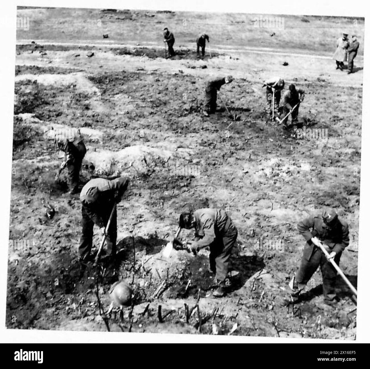 PIONEERS CLEARING LAND - Grouting out gorse roots with broad bladed ...