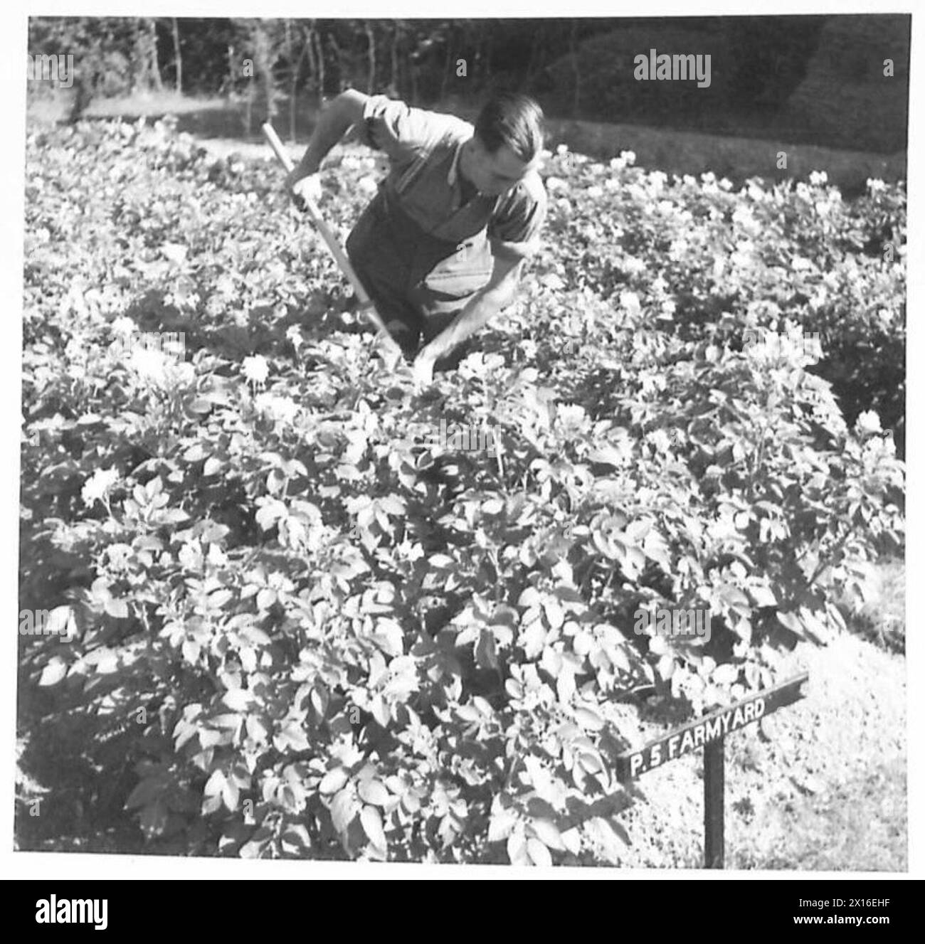 Different planting methods hi-res stock photography and images - Alamy