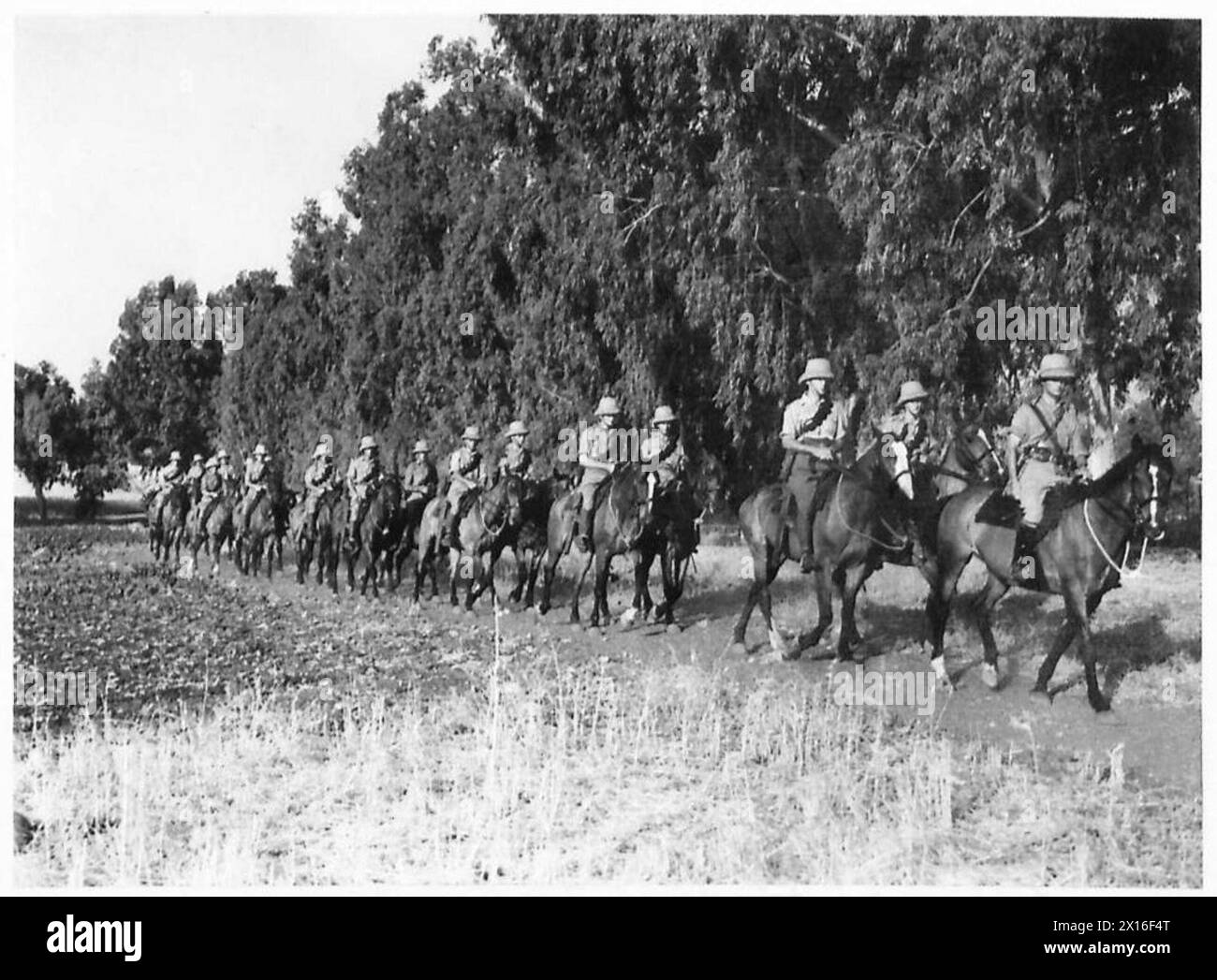 Mounted troops of the British Army march through an area of eucalyptus ...