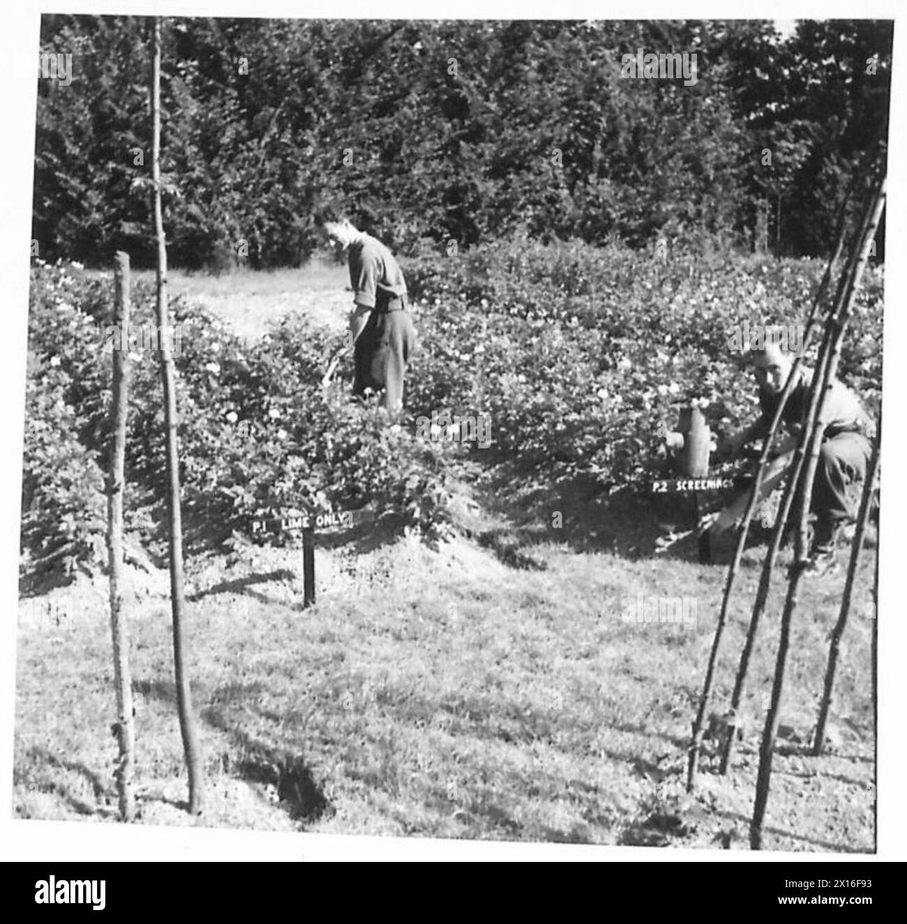 Methods of growing Cut Out Stock Images & Pictures - Alamy