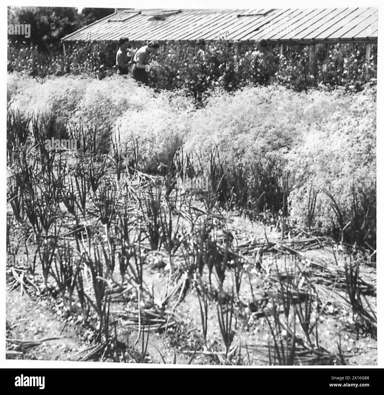 School administration history Cut Out Stock Images & Pictures - Alamy