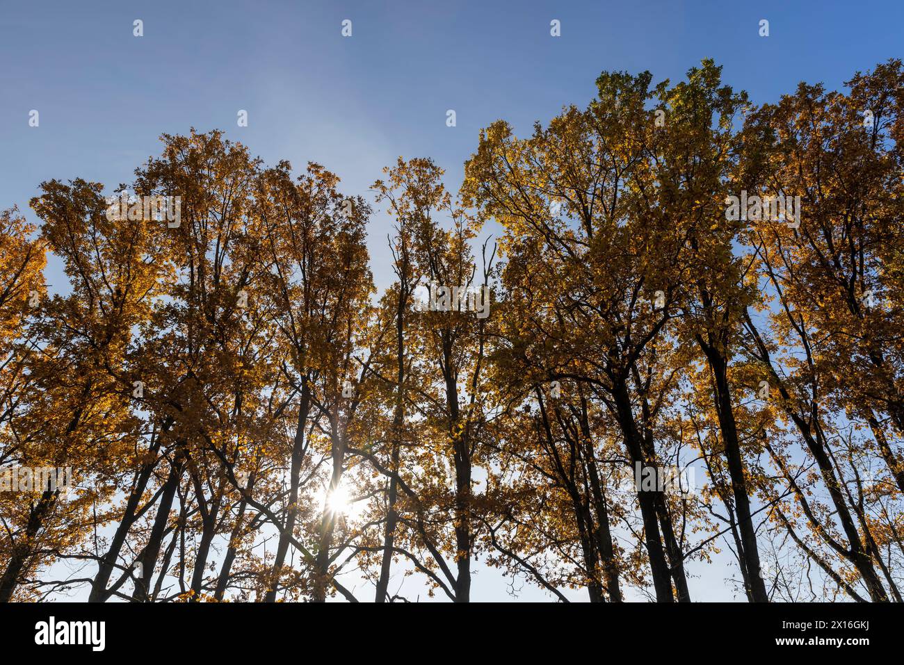 old huge oaks with orange autumn foliage, old oak in the field during ...